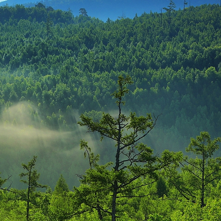 China to promote experience-oriented forest tourism programs - CGTN