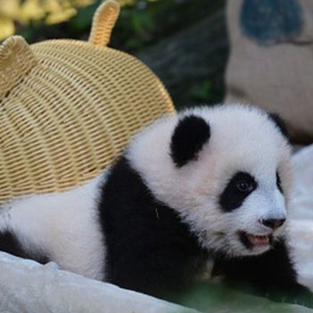 Fake 'panda' pet cafe draws attention in SW China's Chengdu City - CGTN