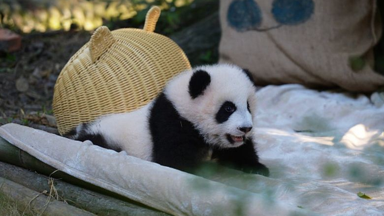 Fake 'panda' pet cafe draws attention in SW China's Chengdu City - CGTN