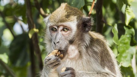 Science: Cynomolgus macaques could be an effective animal model - CGTN