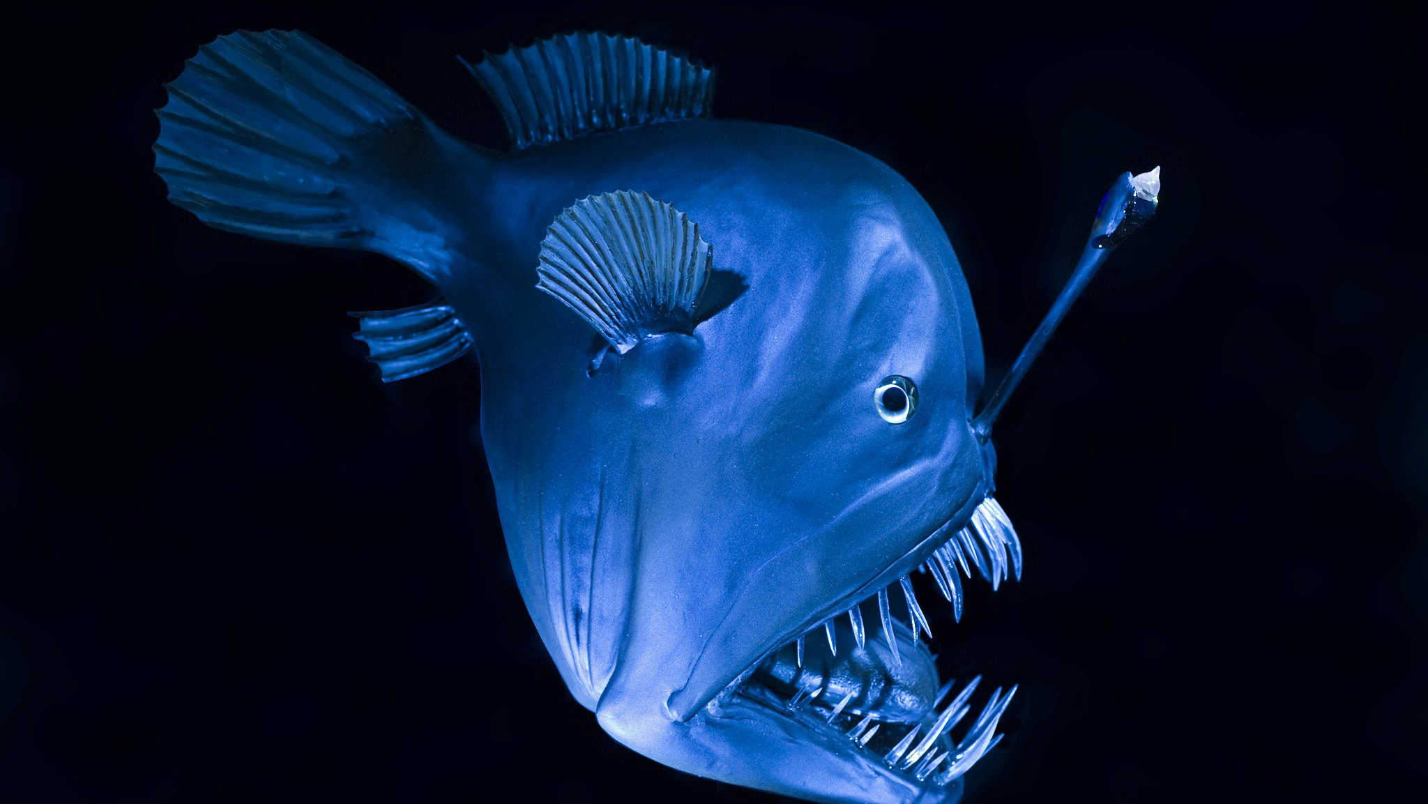 Deep sea Thriller The Gothic Romance Of Anglerfish CGTN