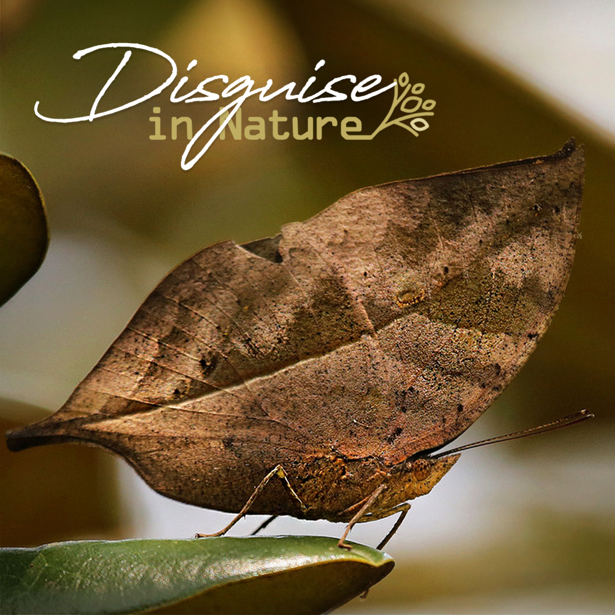 Disguise in Nature: A 'walking' dead leaf - CGTN