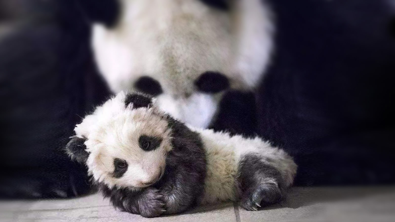 Live: France's first lady joins panda naming ceremony - CGTN