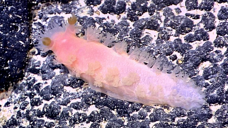 China's ROV collects rare sea slugs in western Pacific Ocean - CGTN