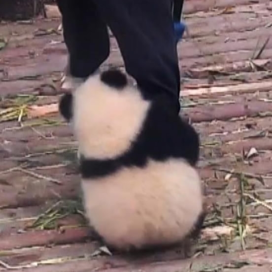 Panda keeper: The luckiest ‘nanny’ in the world - CGTN