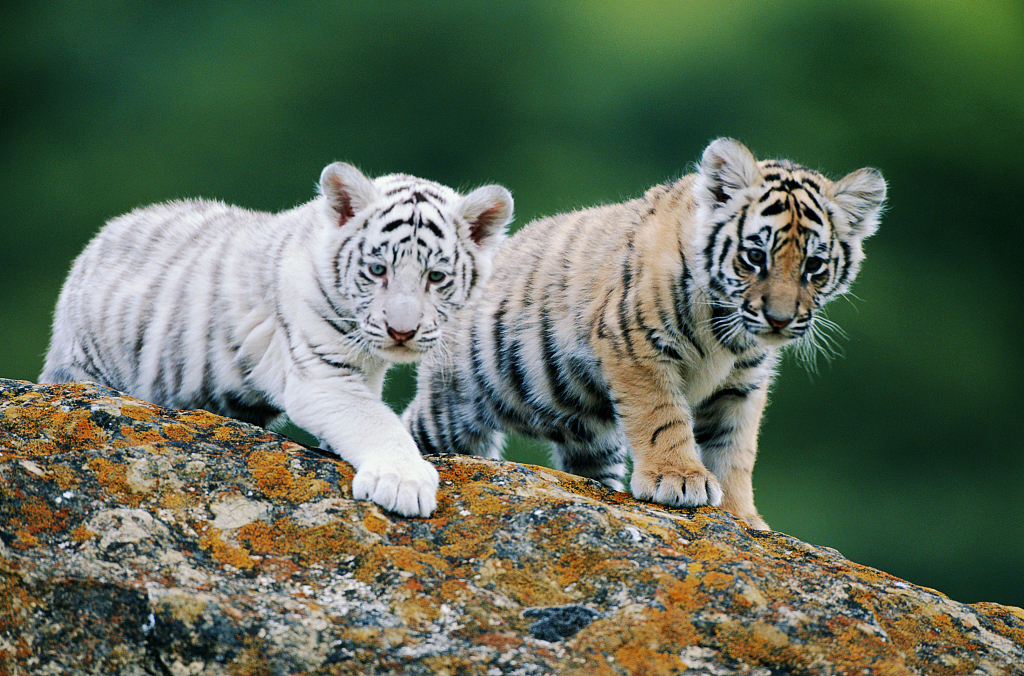 Four Newborn Bengal Tiger Cubs Take First Steps In East China CGTN