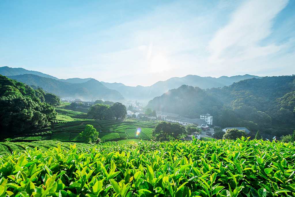 3rd International Tea Expo kicks off in East China - CGTN