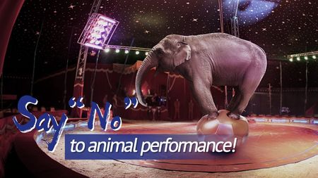 Wildlife park in E China's coastal city bans animal performance - CGTN