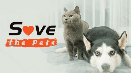 Save the pets: Special animal rescues amid Wuhan lockdown - CGTN