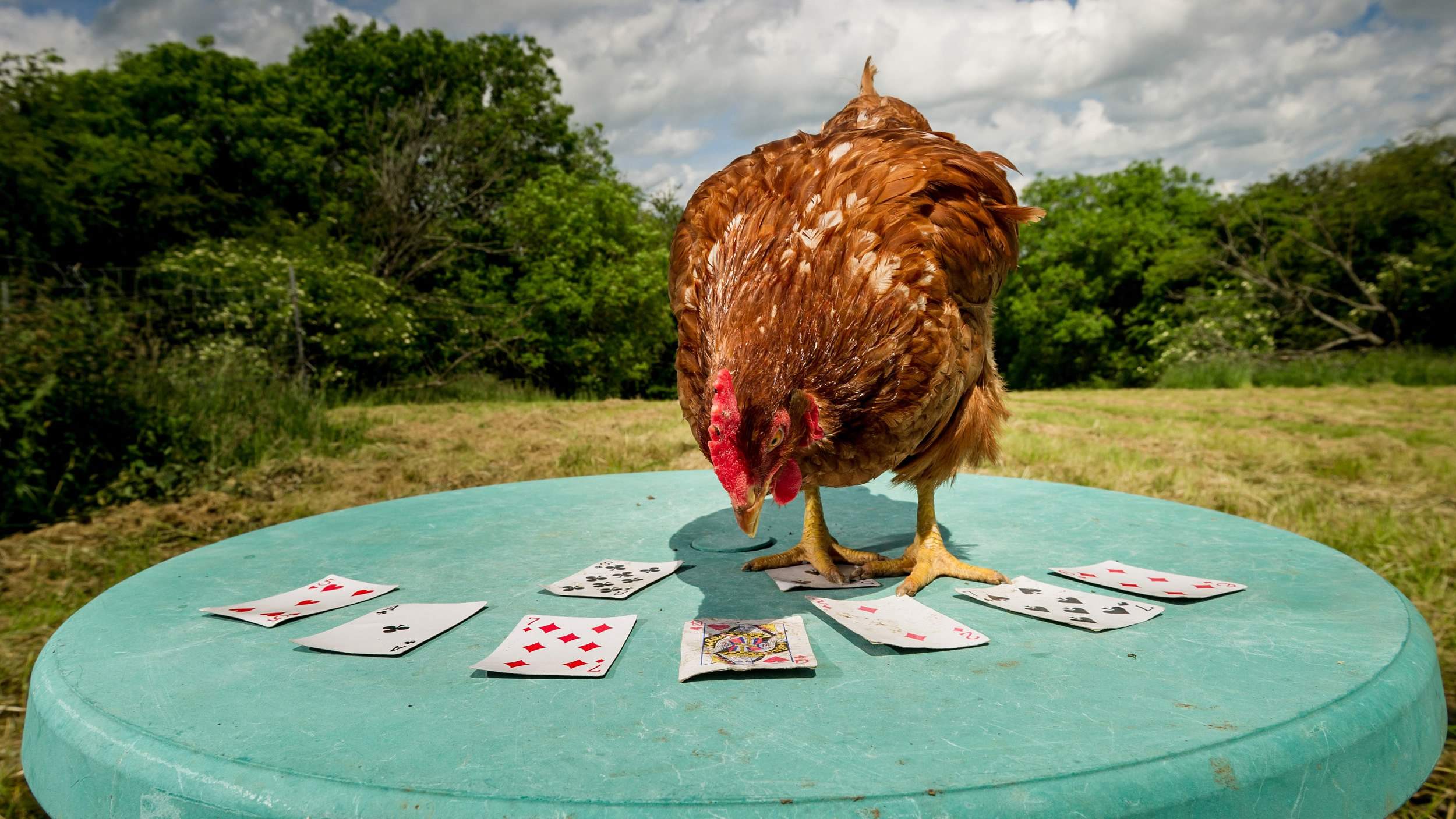 Performing poultry: Chicken lover teaches feathered friends impressive ...