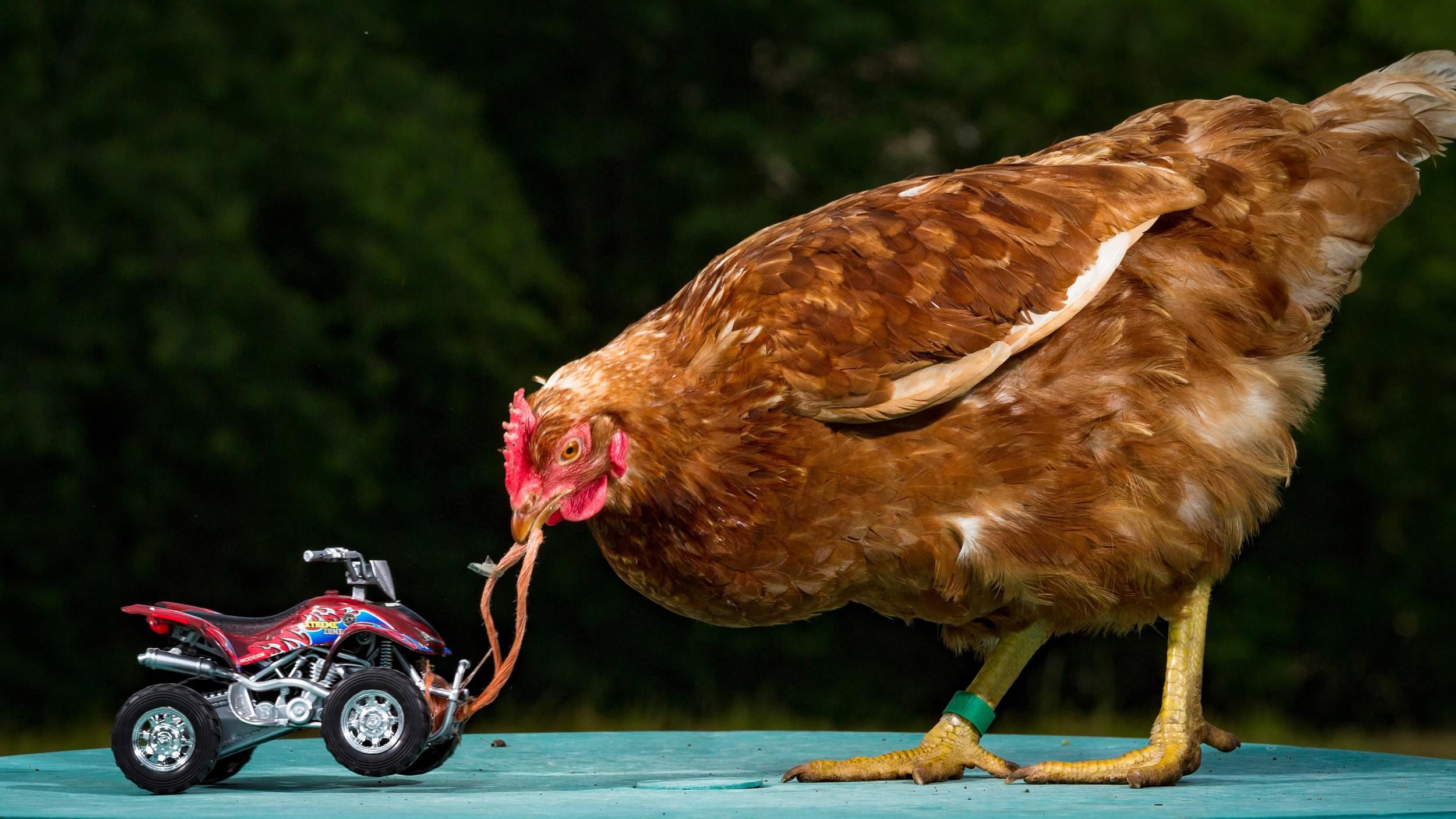 Performing poultry: Chicken lover teaches feathered friends impressive ...
