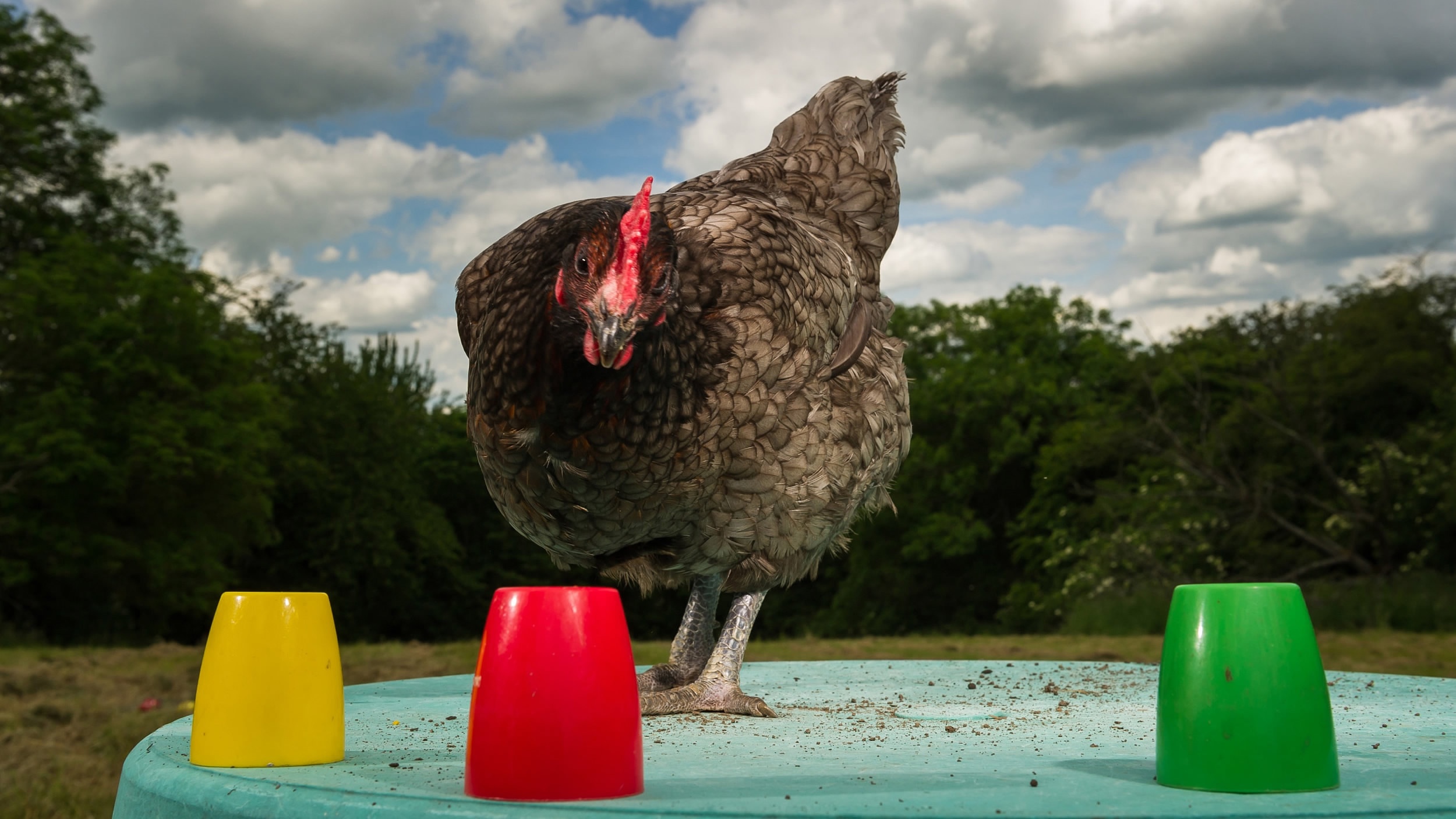 Performing poultry: Chicken lover teaches feathered friends impressive ...