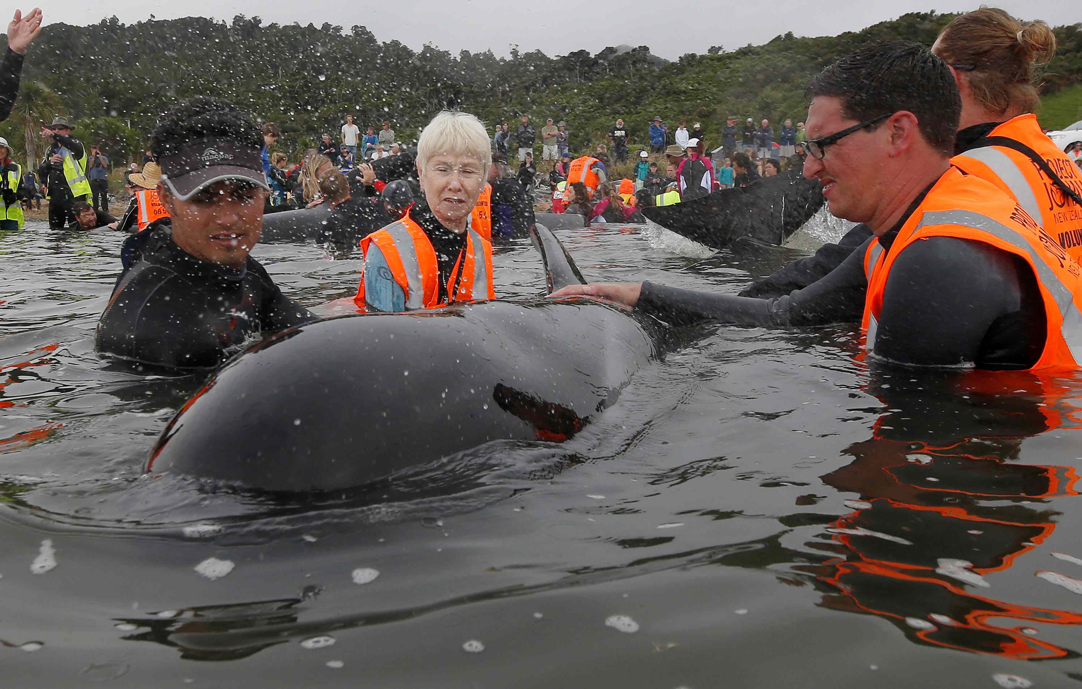 New Zealand warns whale carcasses may explode after mass beaching - CGTN
