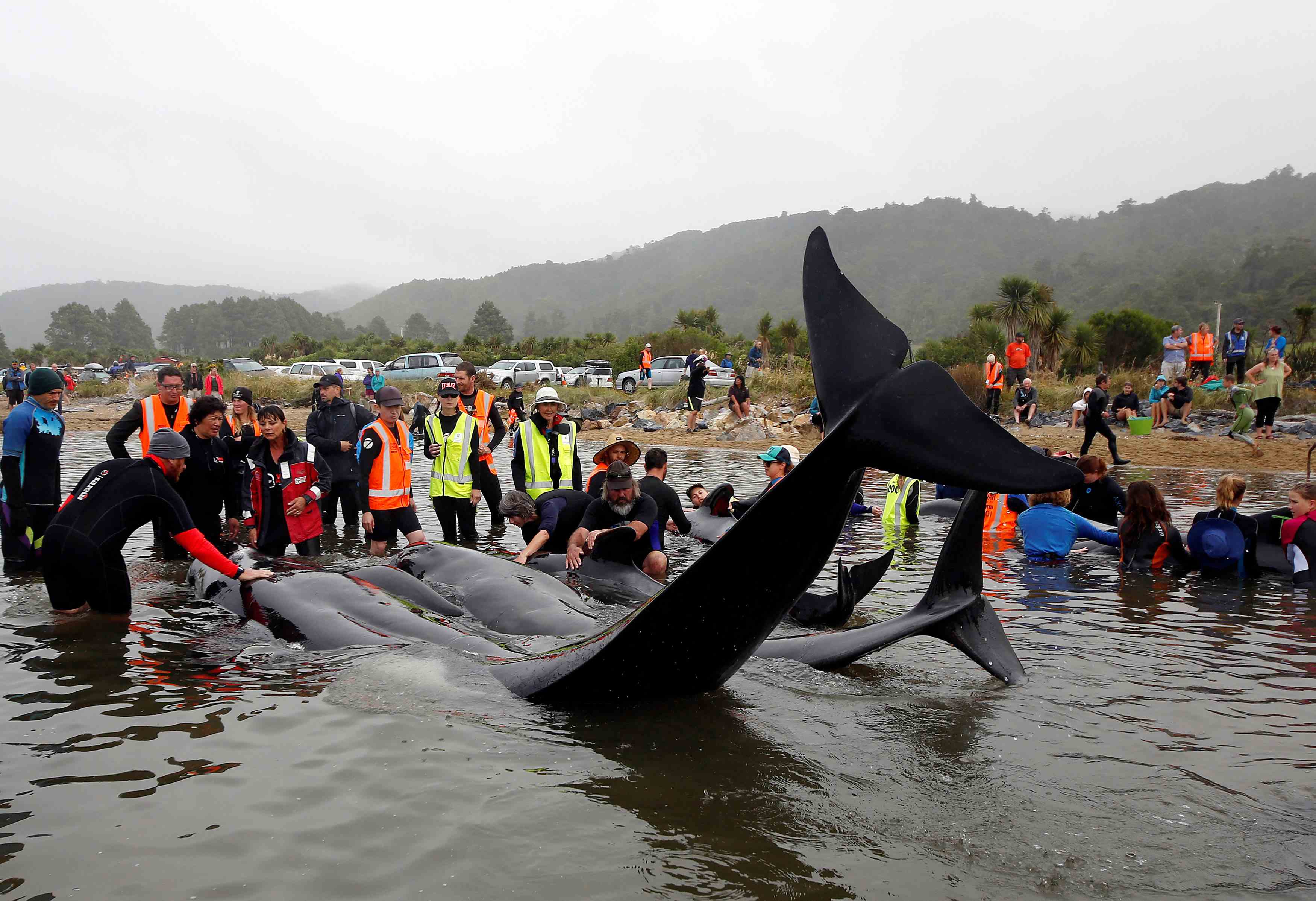 New Zealand warns whale carcasses may explode after mass beaching - CGTN