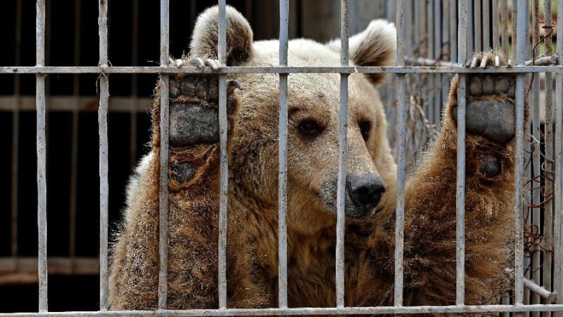 Mosul zoo's lion and bear flown out of Iraq - CGTN