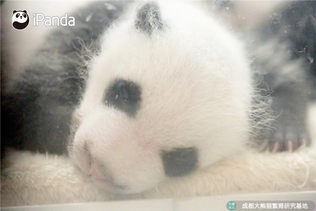 Double the cuteness: First panda twins of 2017 capture netizens’ hearts ...