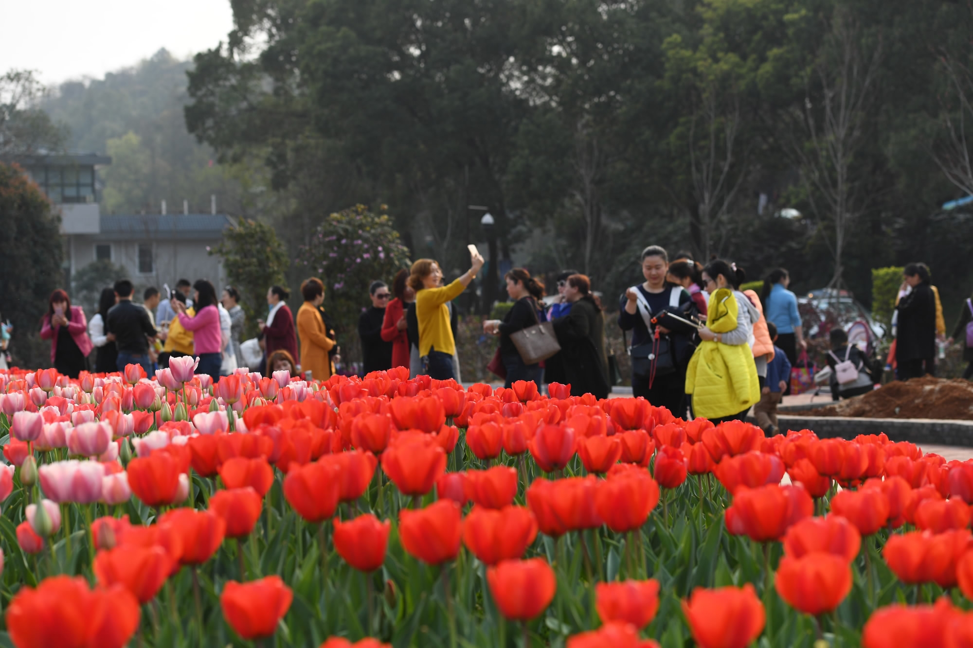Flowers inside a flower: Chinese garden gives visitors visual ...