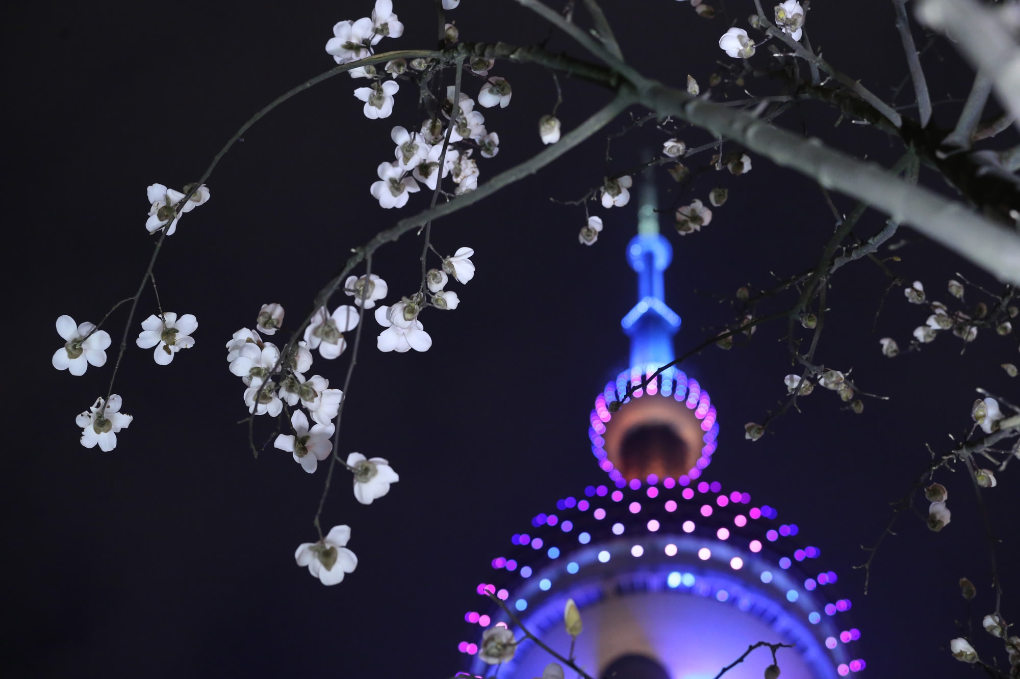 Blossoming of white magnolias is a sure sign that spring has arrived in ...