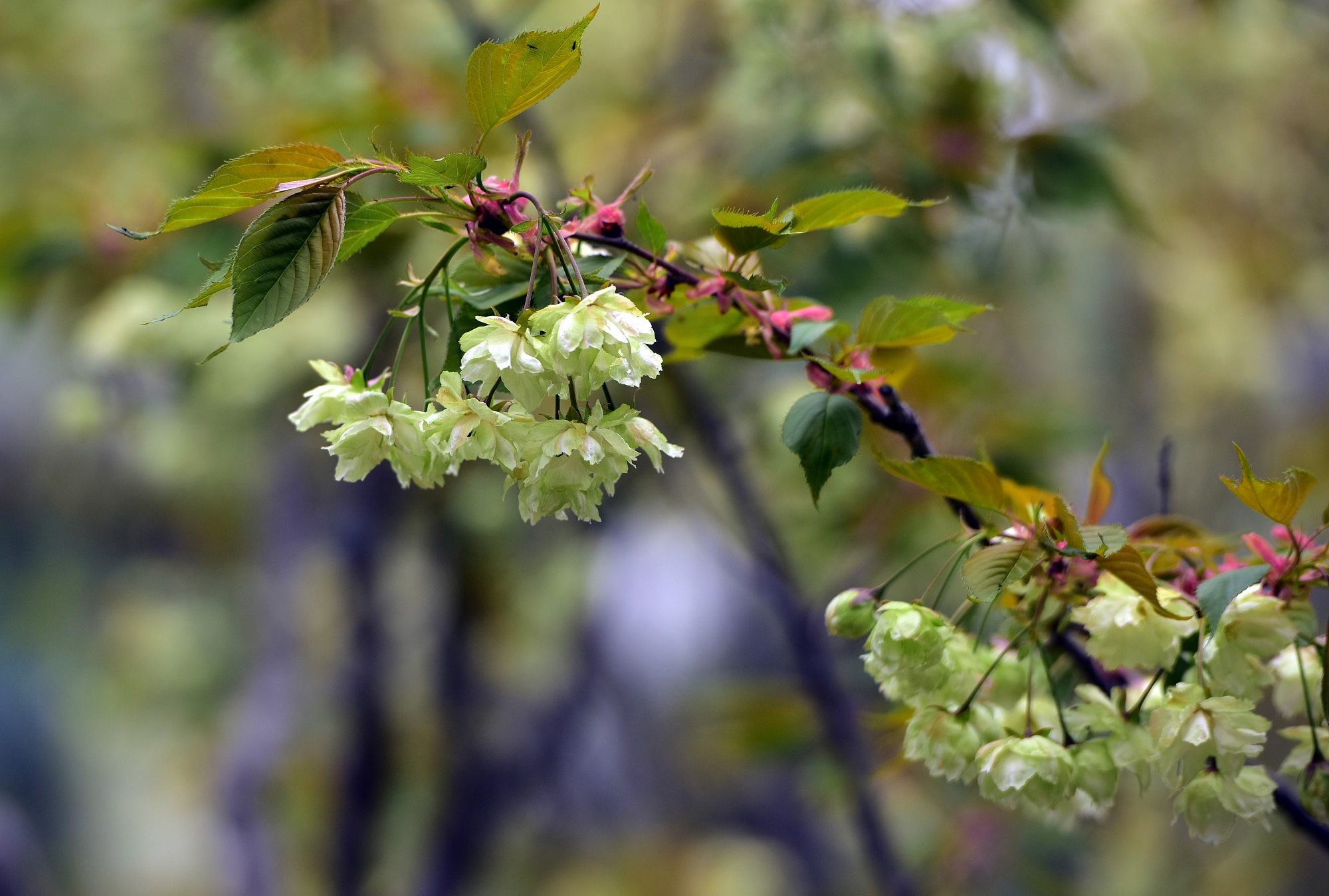 Green cherry boom in east China - CGTN
