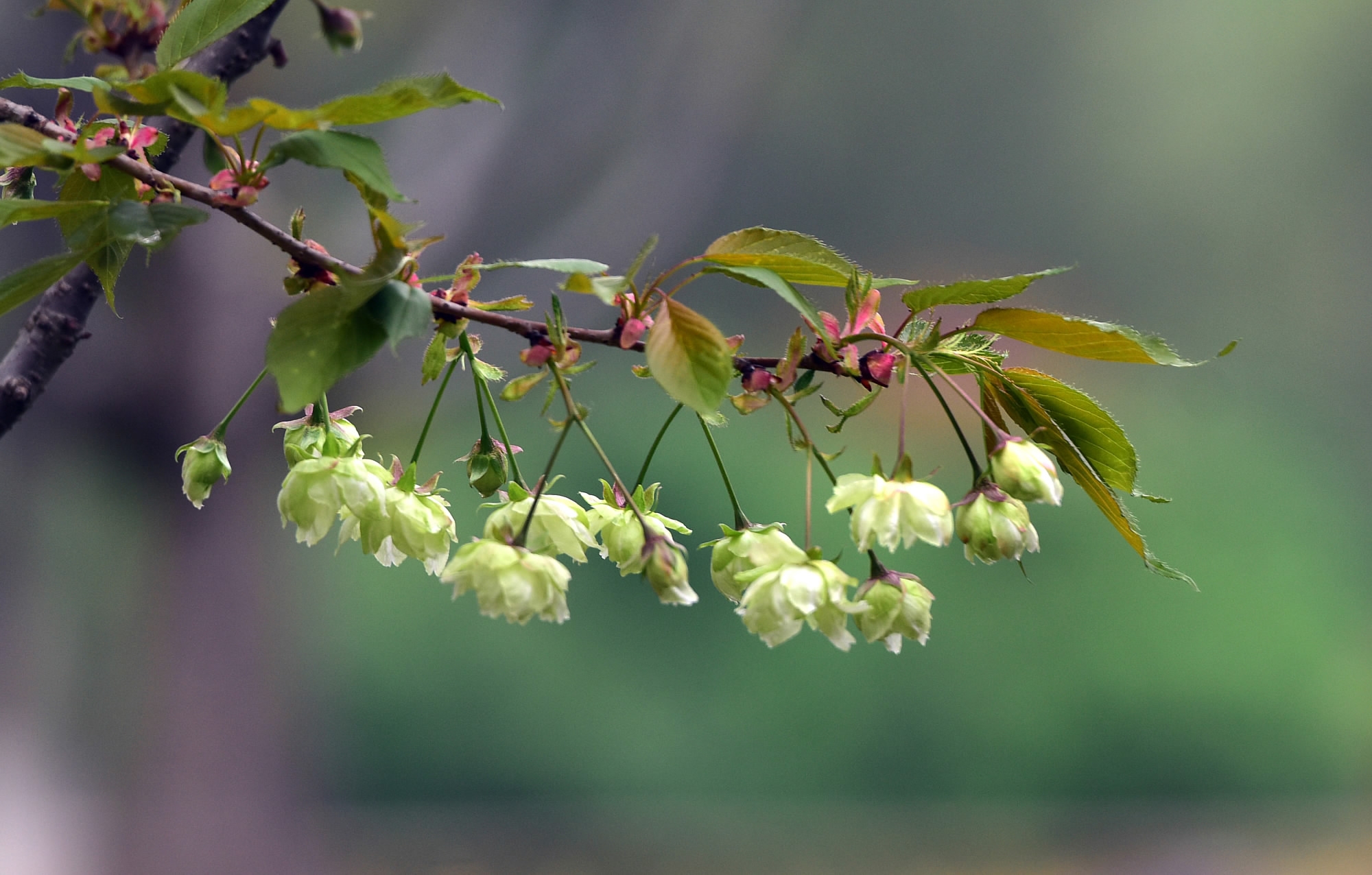 Green cherry boom in east China - CGTN