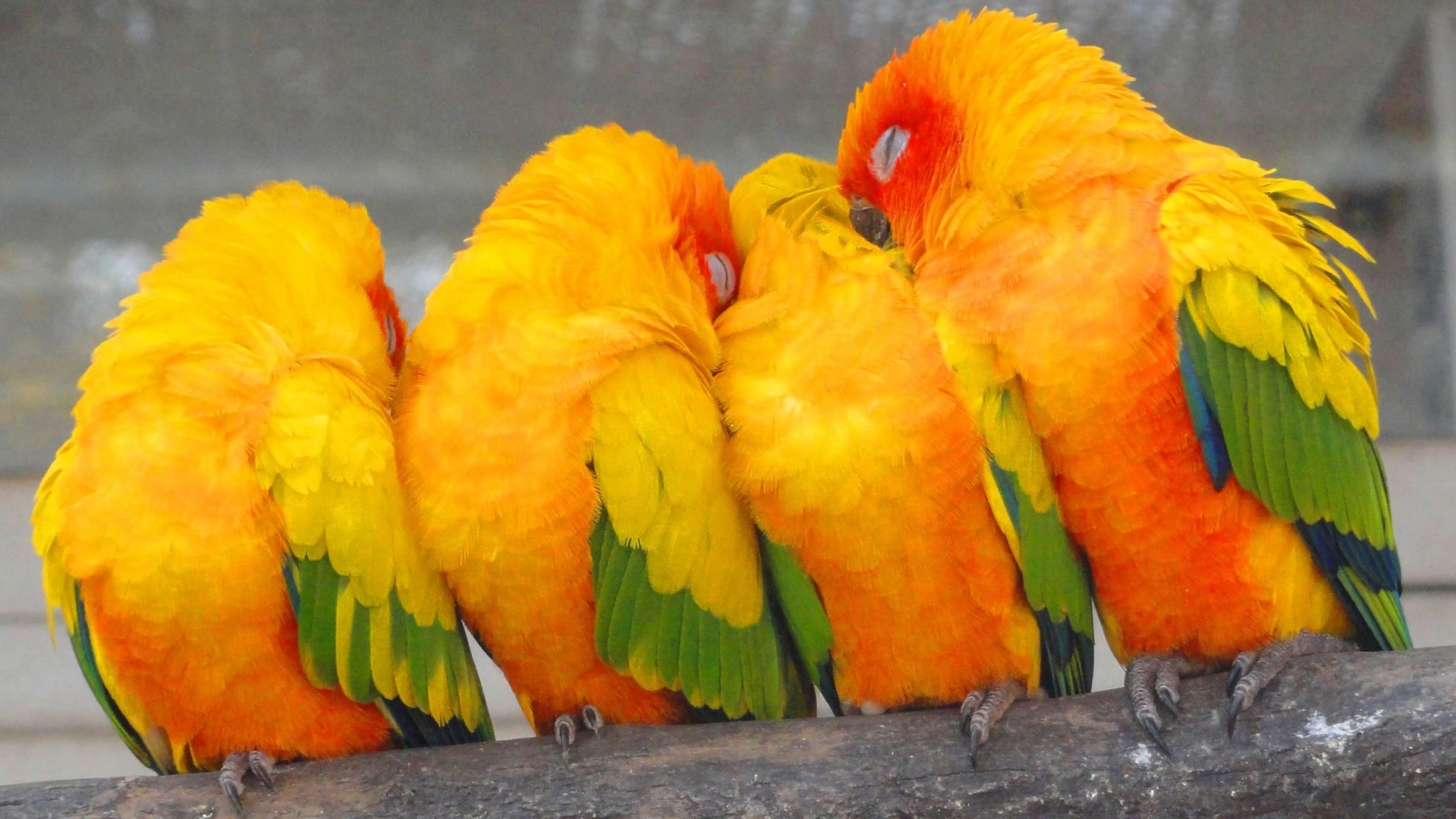 Man receives five-year-sentence for selling parrots - CGTN