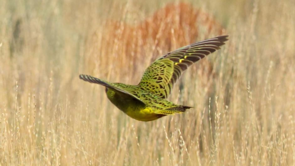 'Extinct' Australian parrot no longer dead – spotted for 1st time in ...