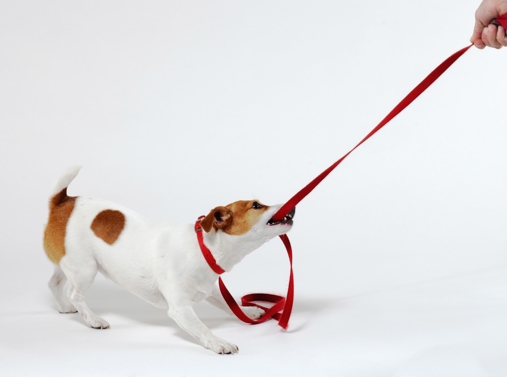 New measures to keep careless dog owners on a short leash in east China ...