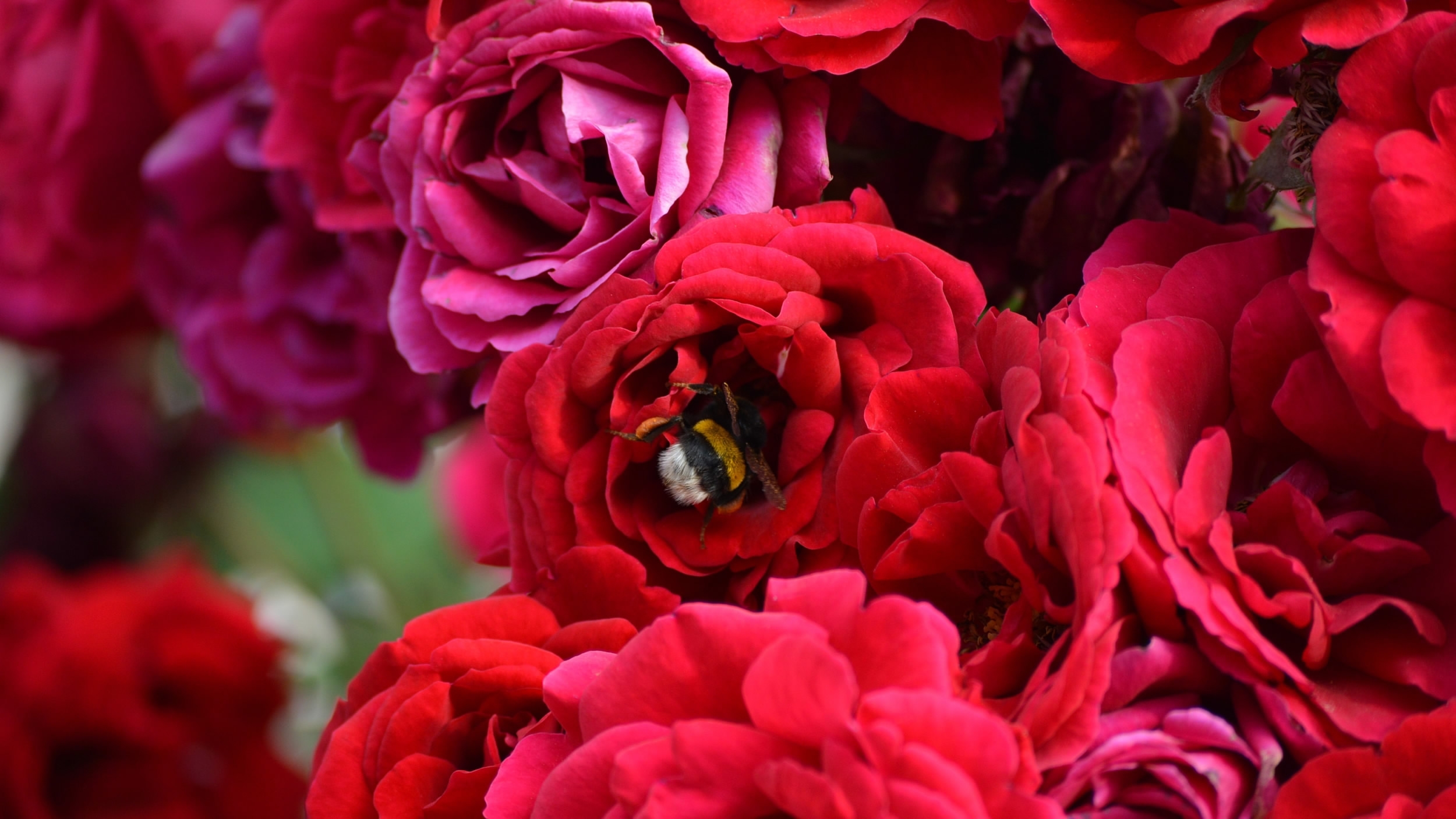 Red roses brighten Ankara's summer time - CGTN