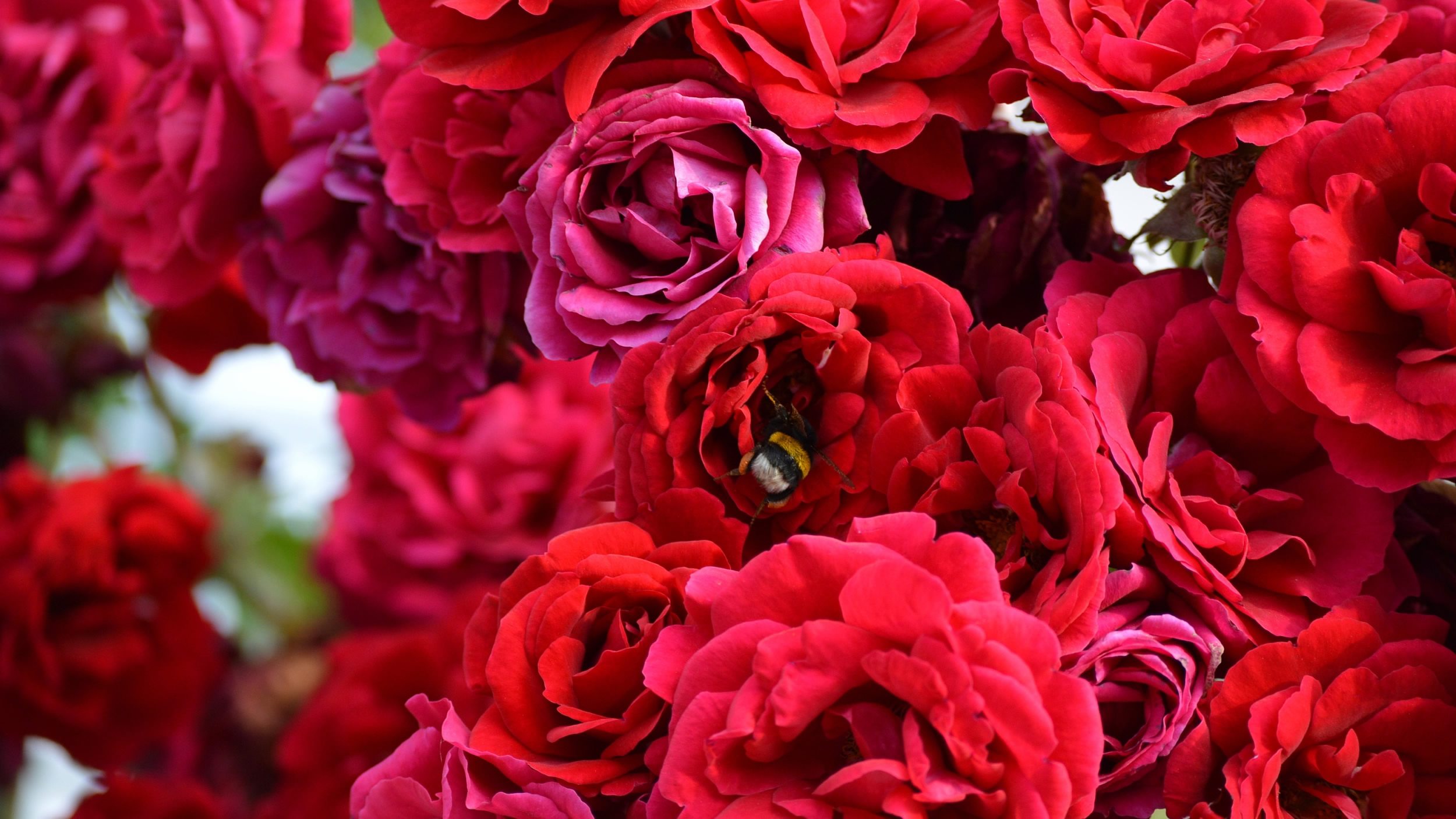 Red roses brighten Ankara's summer time - CGTN