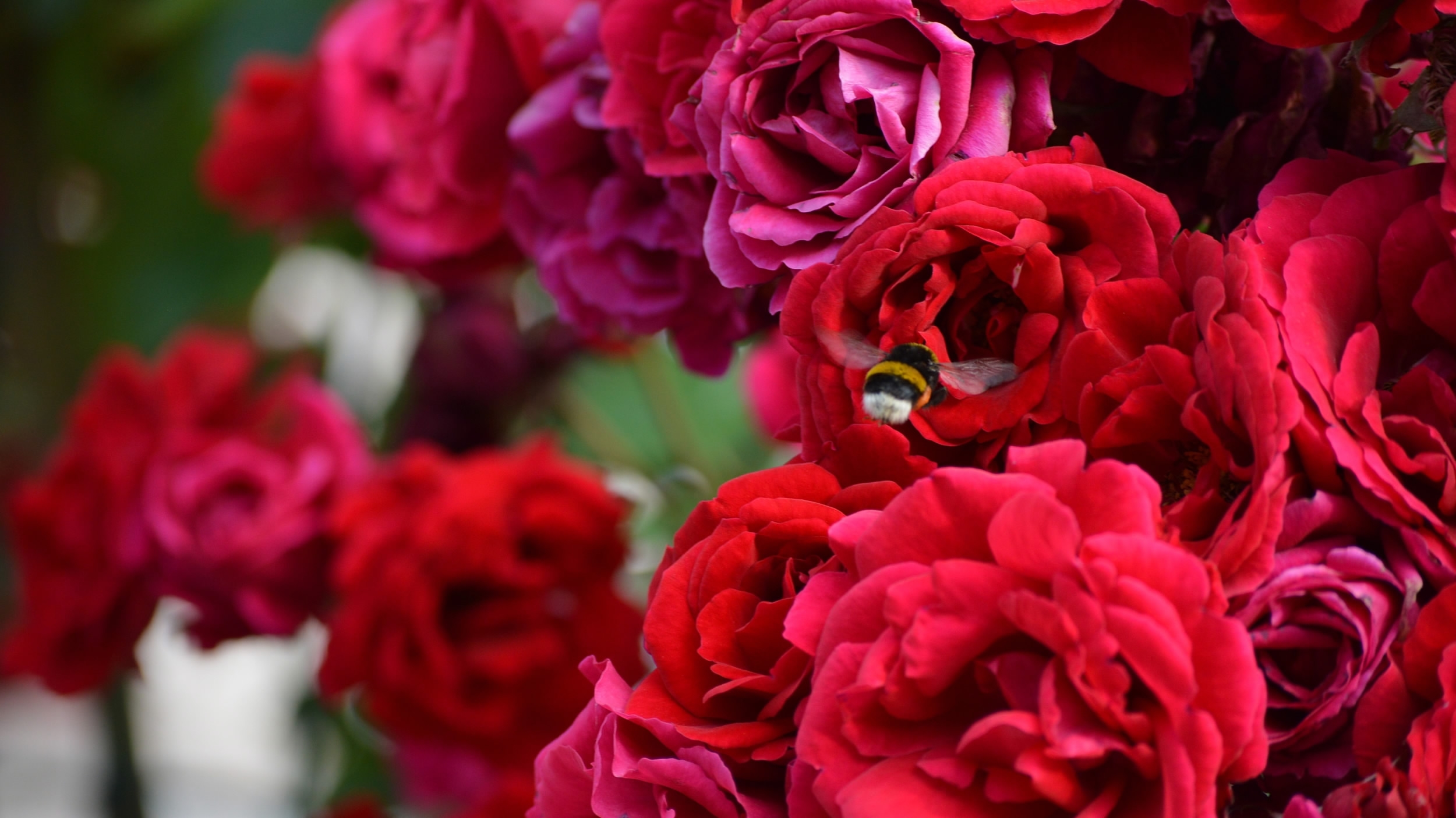 Red roses brighten Ankara's summer time - CGTN