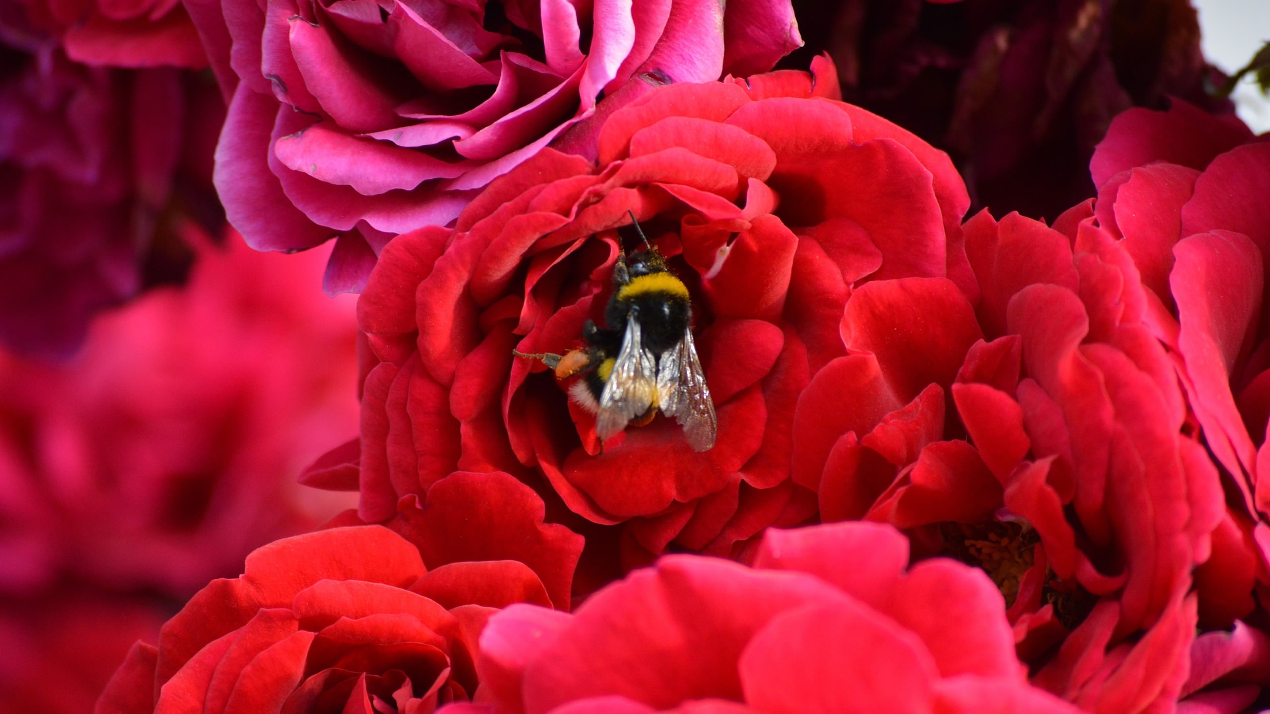 Red roses brighten Ankara's summer time - CGTN
