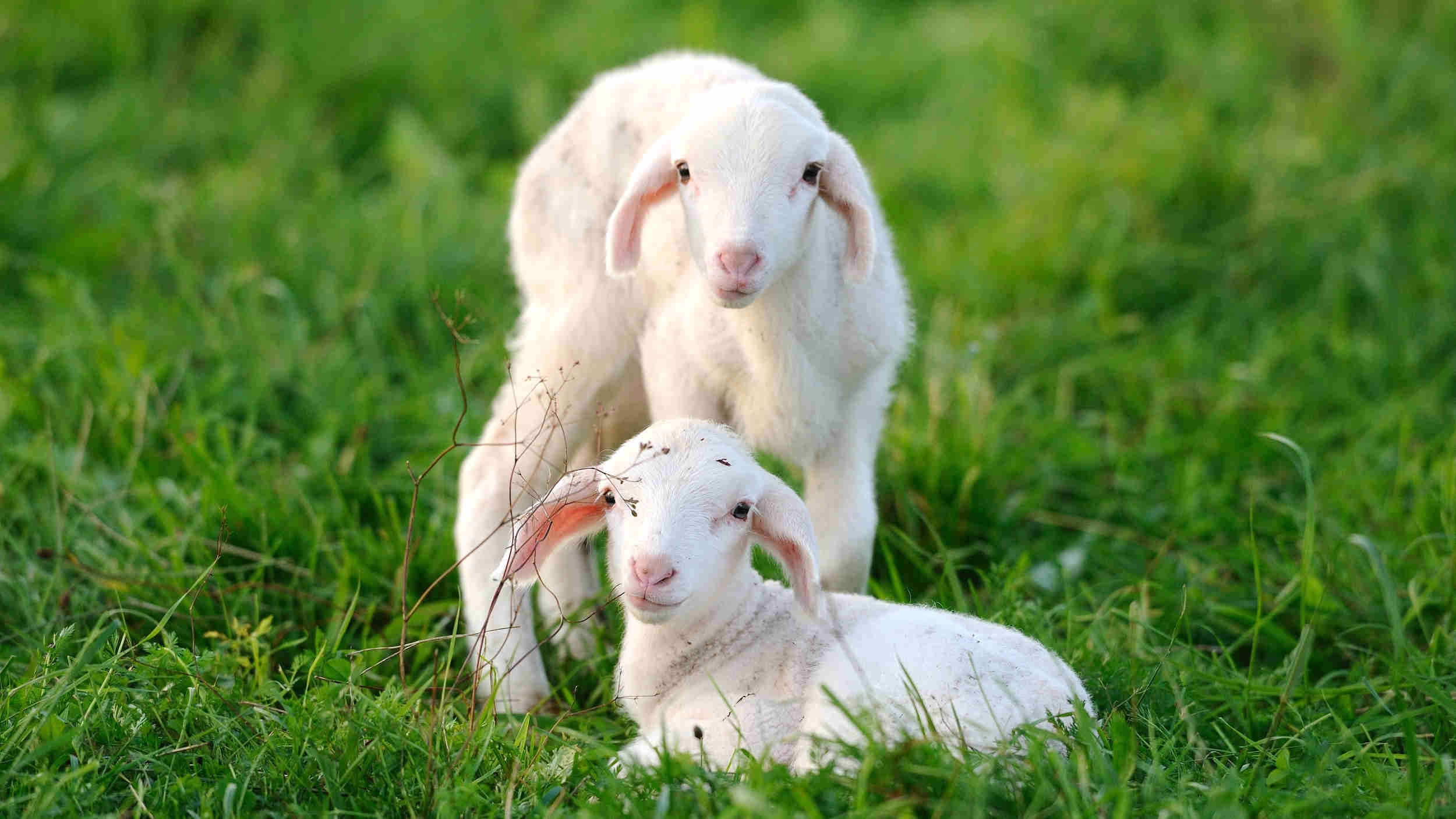 New AI system helps sheep 'tell' their pain - CGTN