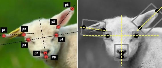 New AI system helps sheep 'tell' their pain - CGTN