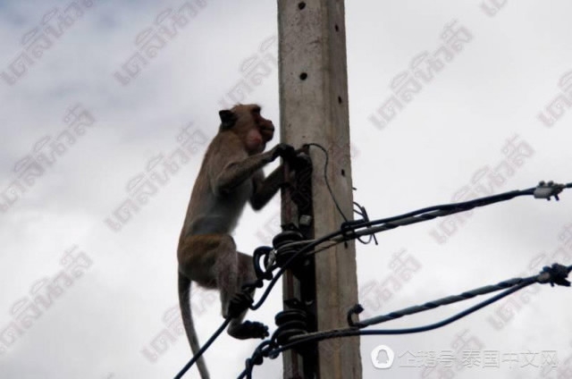 Monkey mania! Macaques run rampant in Thai village - CGTN