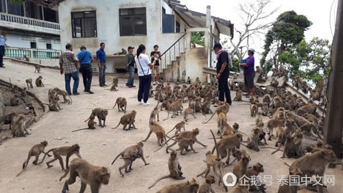 Monkey mania! Macaques run rampant in Thai village - CGTN