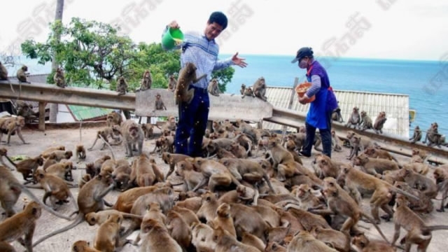 Monkey mania! Macaques run rampant in Thai village - CGTN