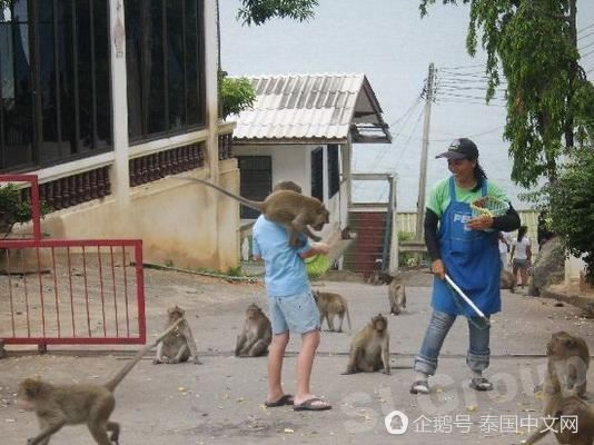 Monkey mania! Macaques run rampant in Thai village - CGTN