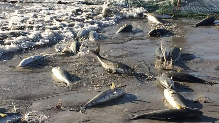 Chinese netizens ready to help Australia's "fishy" problem - CGTN