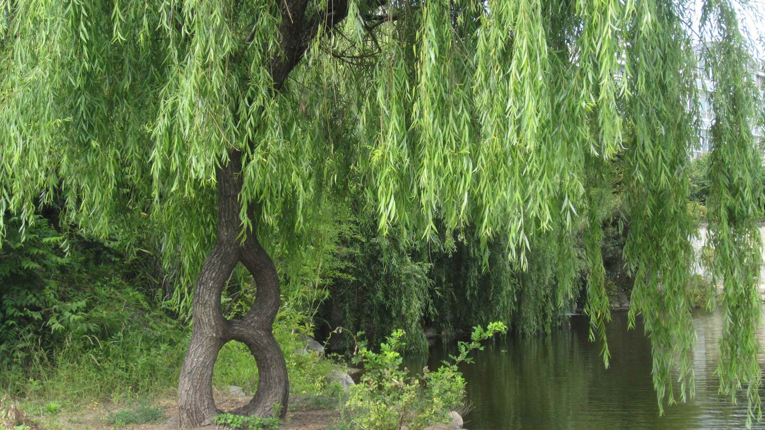 Lucky 'number eight' tree trunk spotted in E China - CGTN