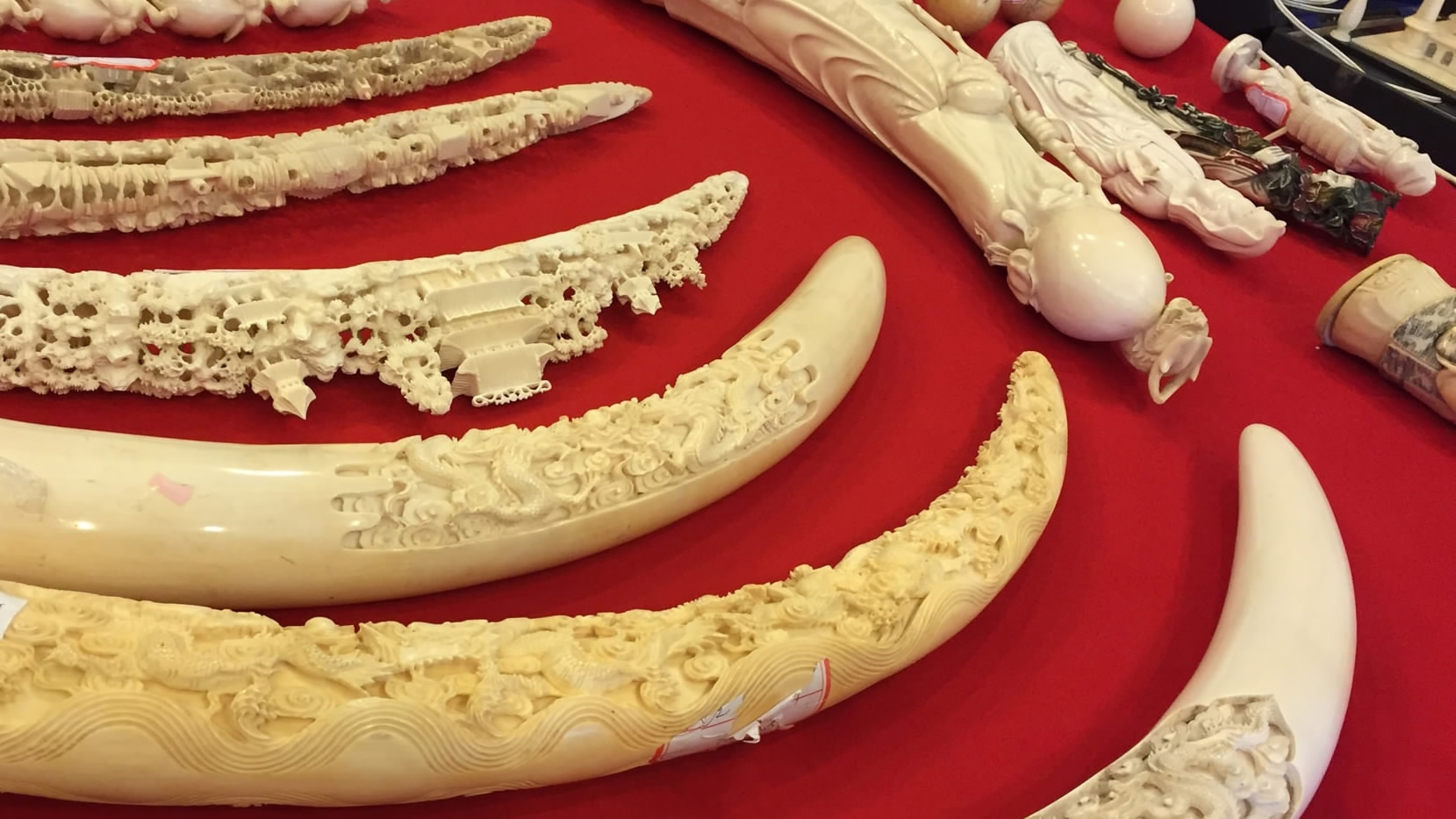 Nearly 2 tons of illegal ivory to be crushed in New York - CGTN