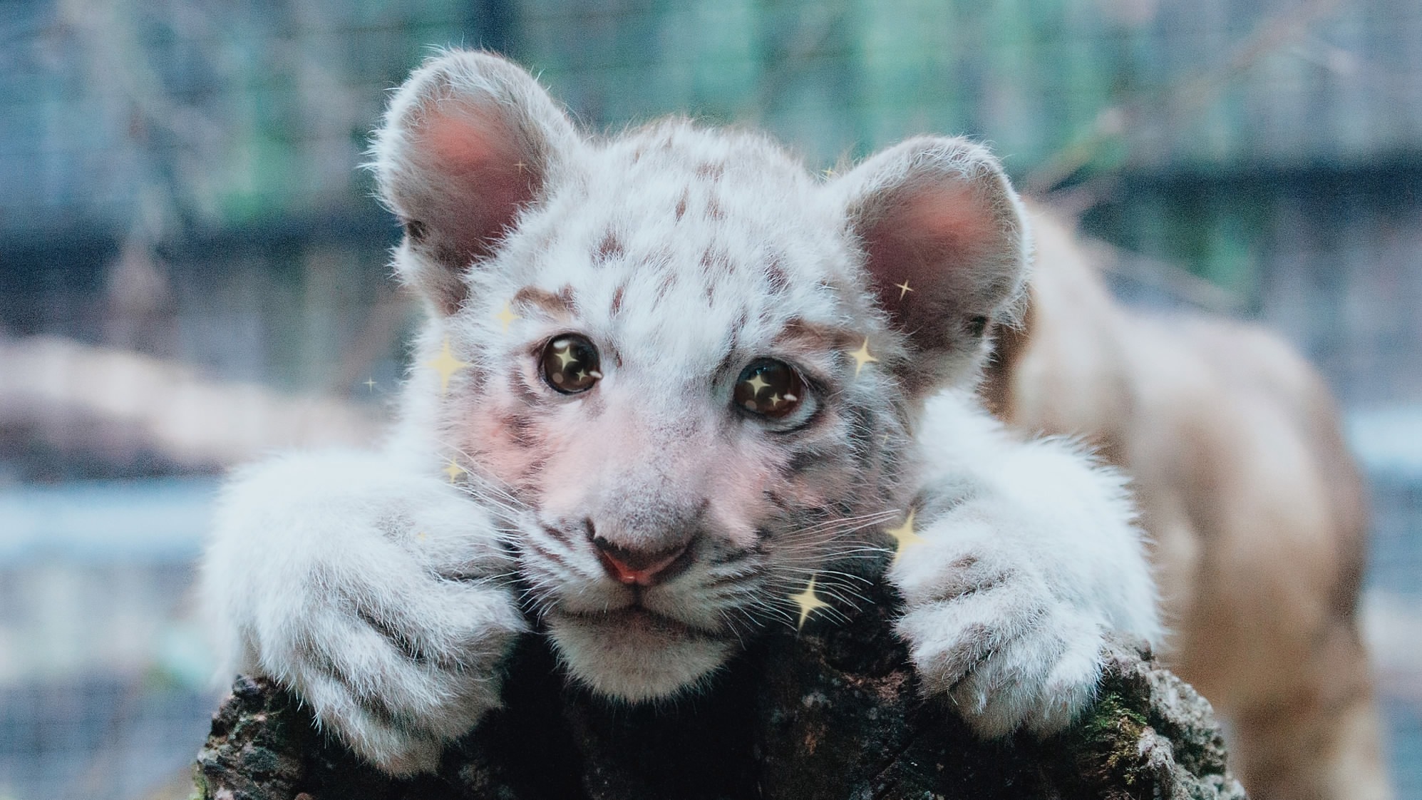 Cute animals - beautified with photo app! - CGTN