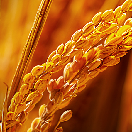 The evolution of China's harvest festival - CGTN