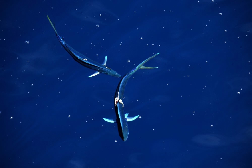 Chinese drillship encounters dazzling mahi-mahi fish in South China Sea ...