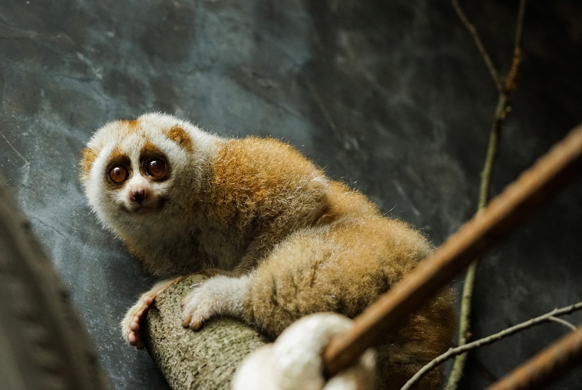 Lorises transferred to Guangxi for better care - CGTN