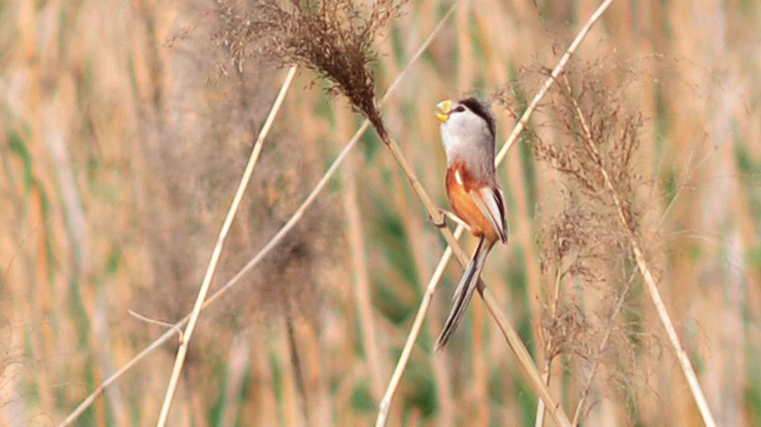 Rare reed parrotbills spotted in eastern China - CGTN