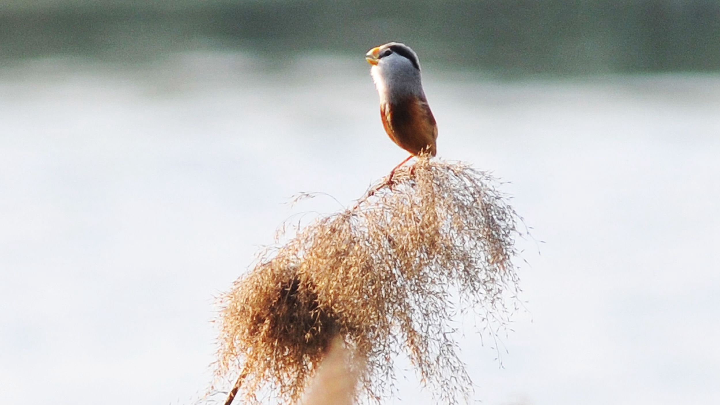 Rare reed parrotbills spotted in eastern China - CGTN