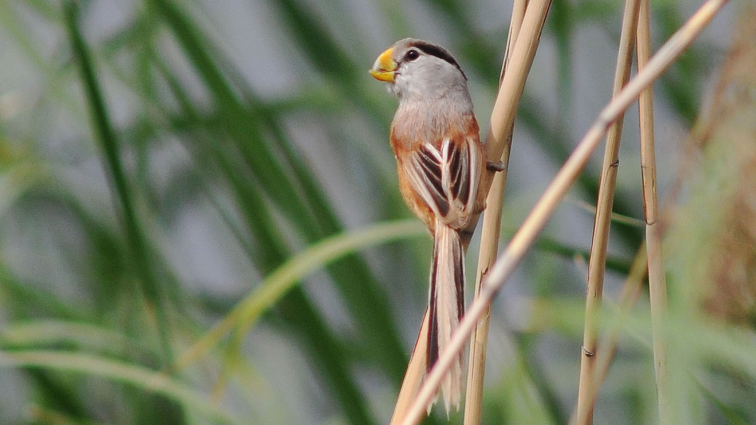 Rare reed parrotbills spotted in eastern China - CGTN