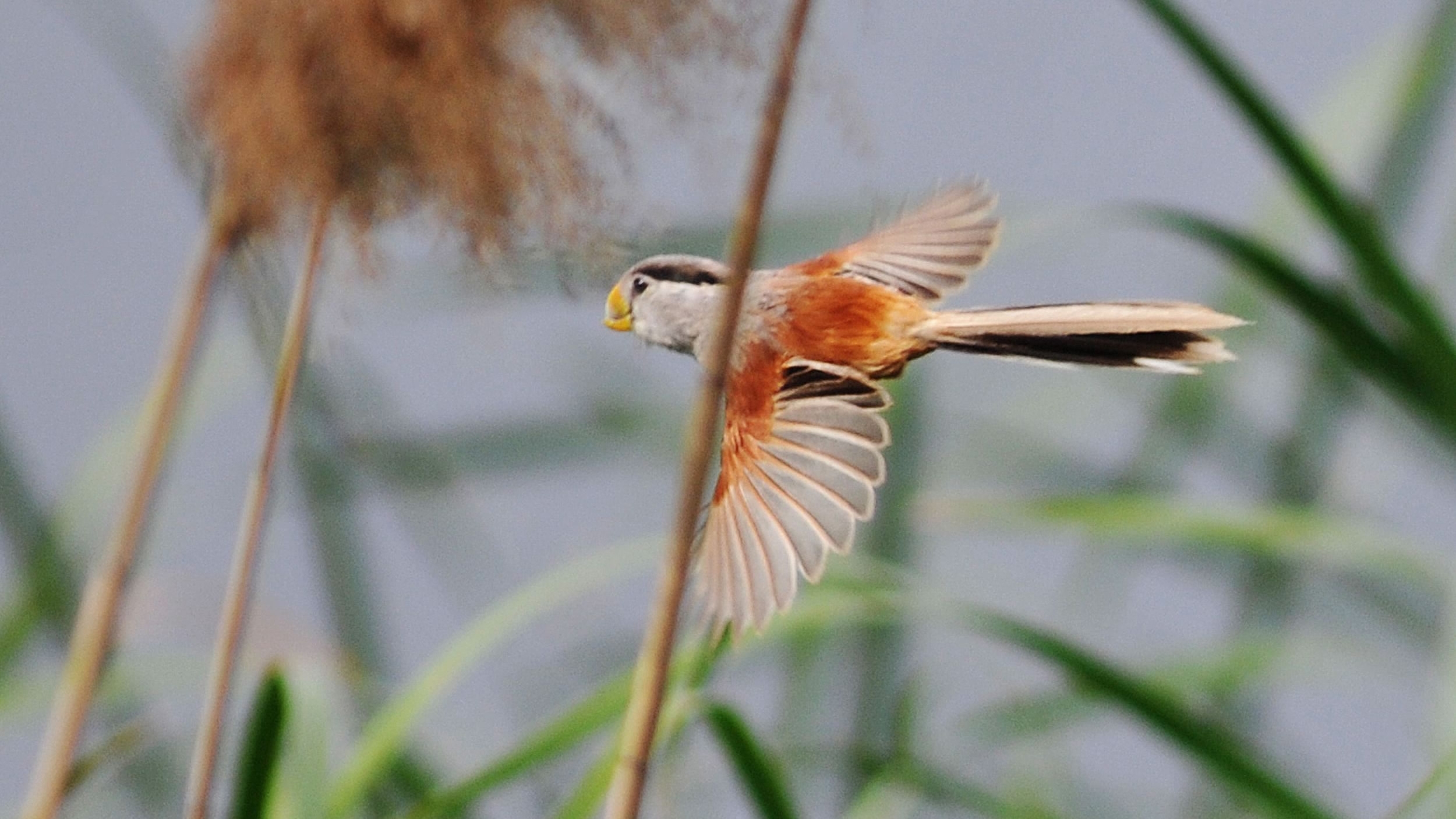Rare reed parrotbills spotted in eastern China - CGTN