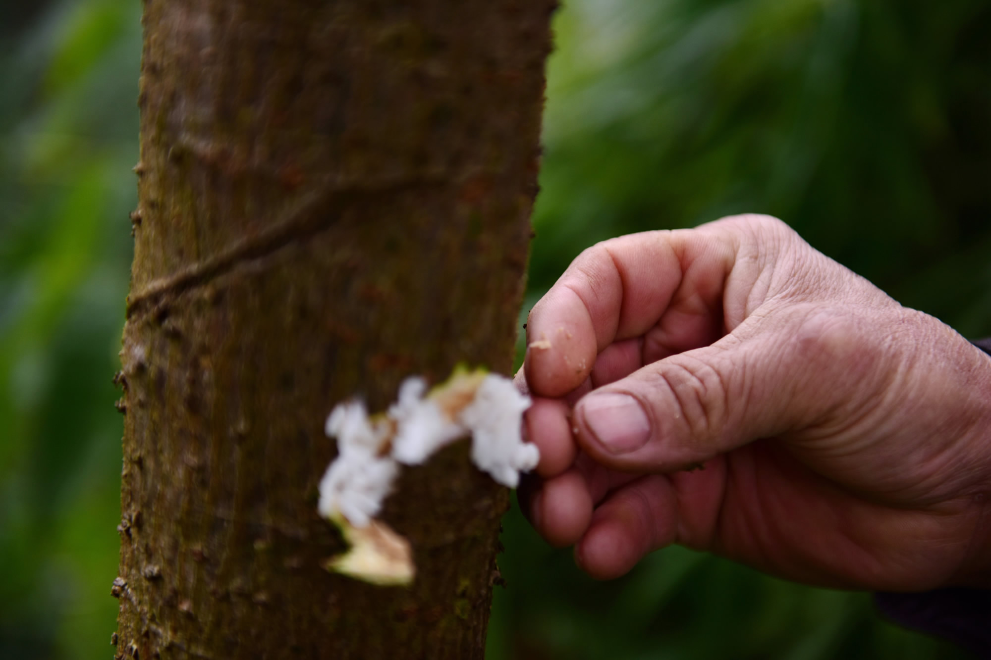 Chinese villagers "feed" rice to trees to help them flourish - CGTN