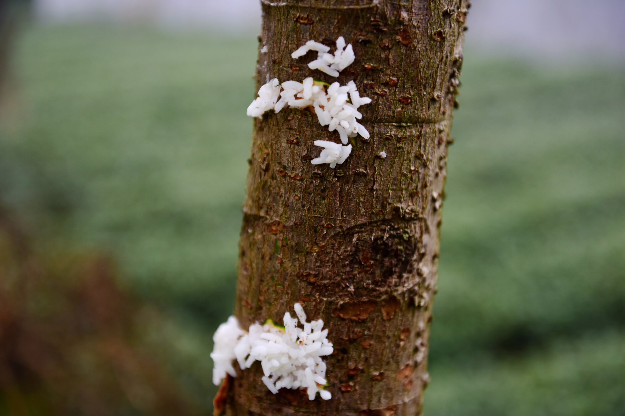 Chinese villagers "feed" rice to trees to help them flourish - CGTN